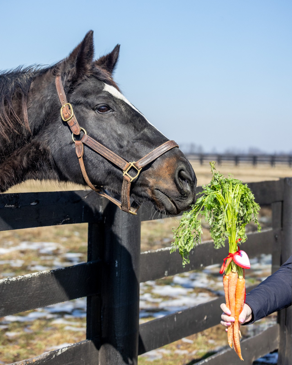 Valentine's Day Carrot-Gram 🥕 – Horse Country